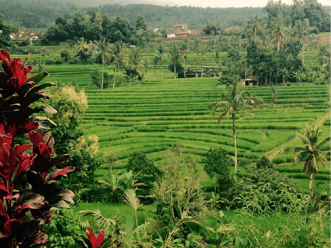 10 Cool Things Every Muslim Should Do In Bali -Tasting Local Food Is ...